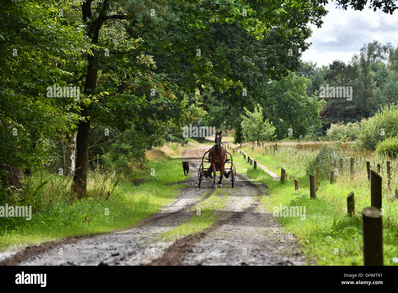 Harness racing horse being hi-res stock photography and images - Alamy