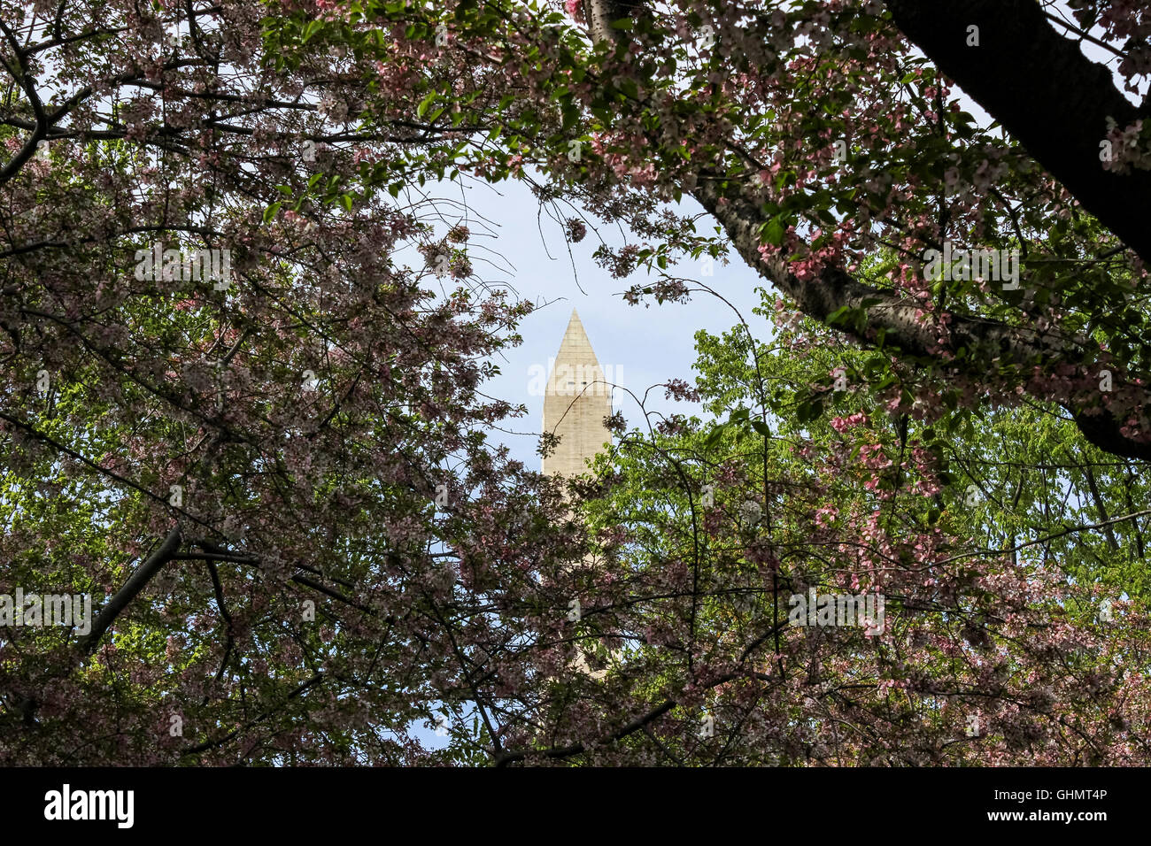 Washington Monument encircled by Japanese Cherry trees Stock Photo - Alamy
