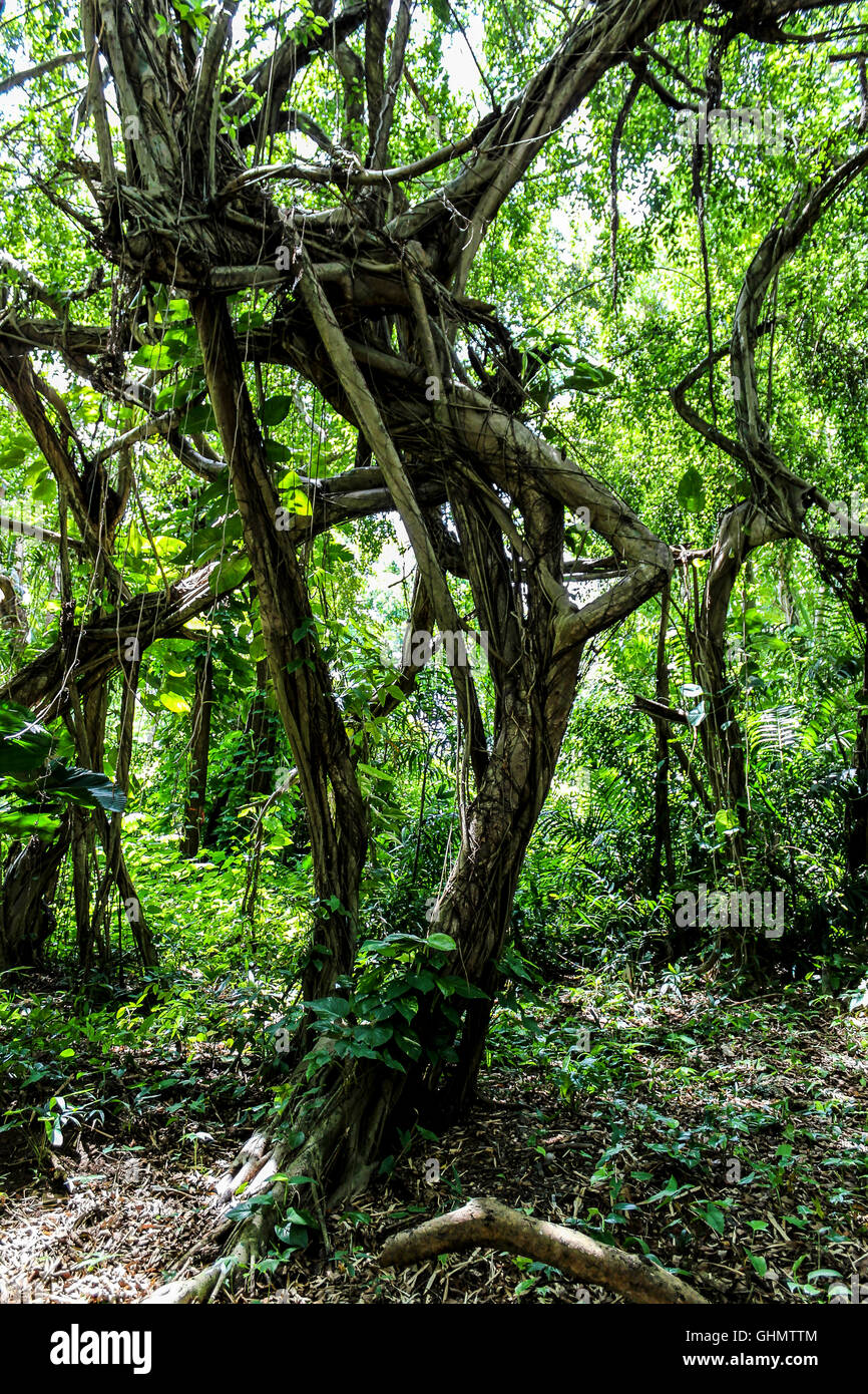 Intertwined trees under canopy Stock Photo - Alamy