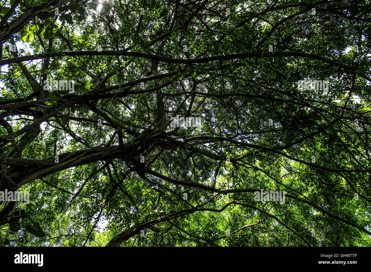 Intertwined trees under canopy Stock Photo - Alamy