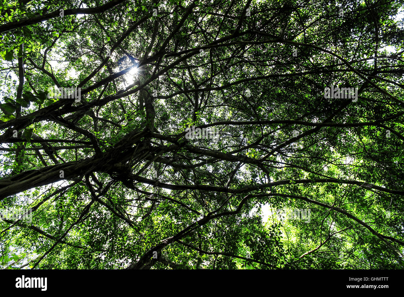 Intertwined trees under canopy Stock Photo - Alamy