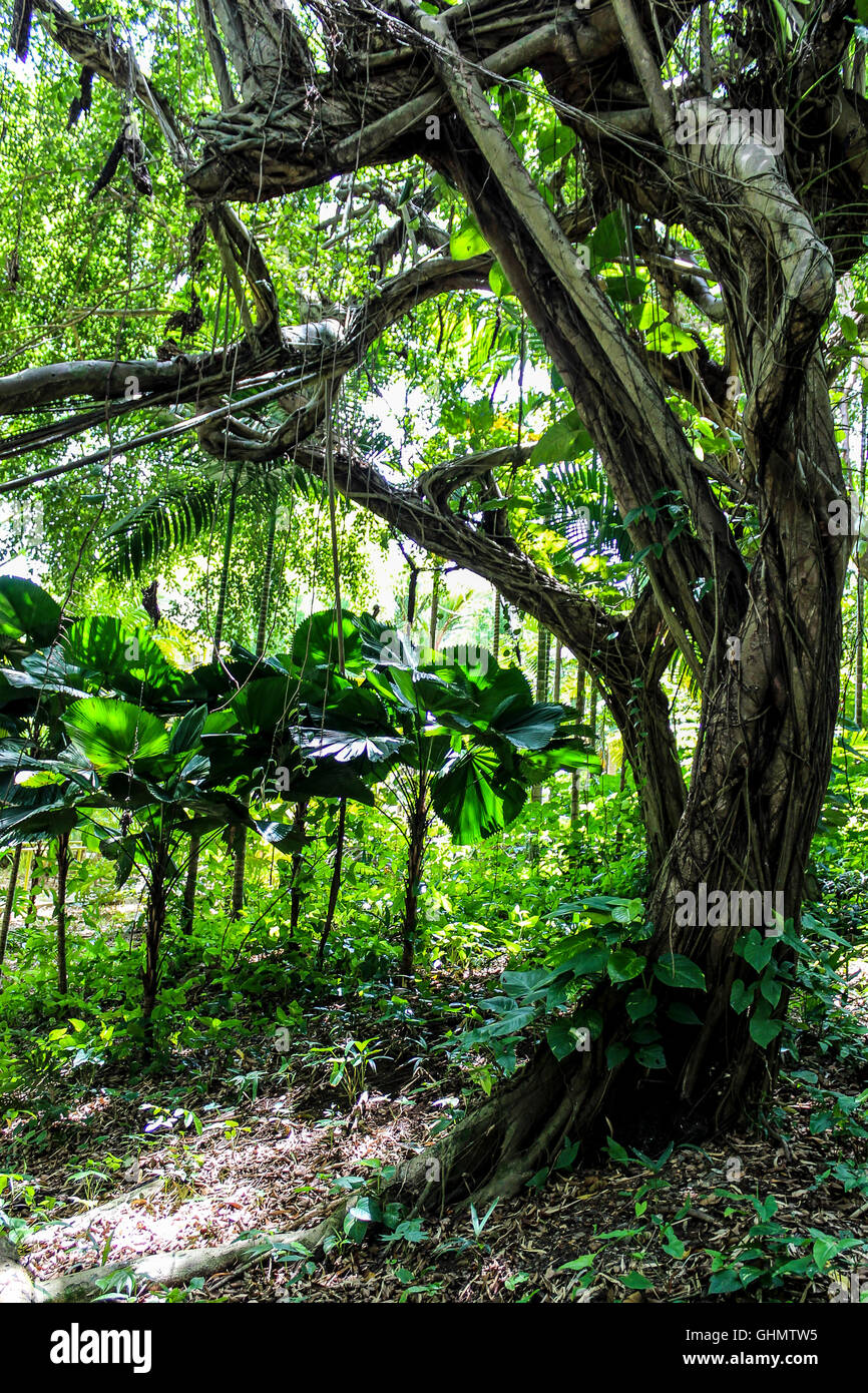 Intertwined trees under canopy Stock Photo - Alamy