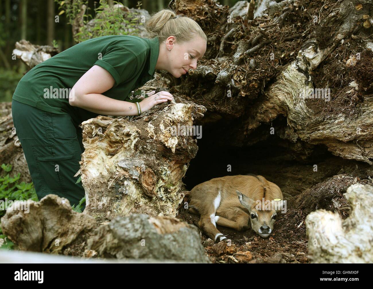 Keeper Amy Jerome checks the progress of one of the recently born ...