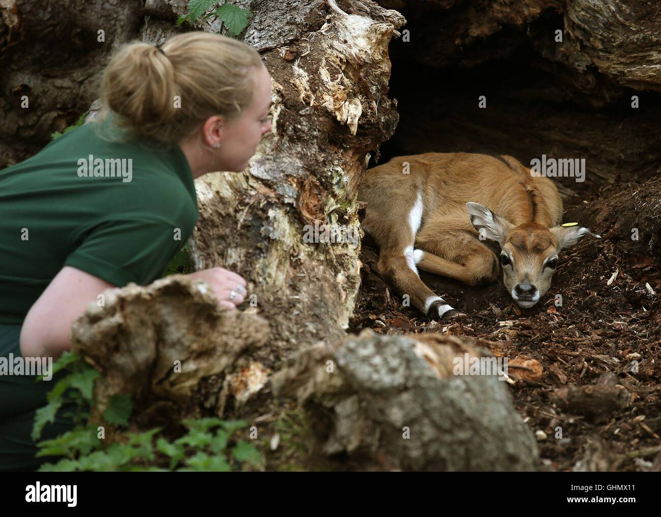 Keeper Amy Jerome checks the progress of one of the recently born ...