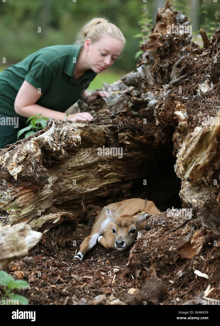 Keeper Amy Jerome checks the progress of one of the recently born ...