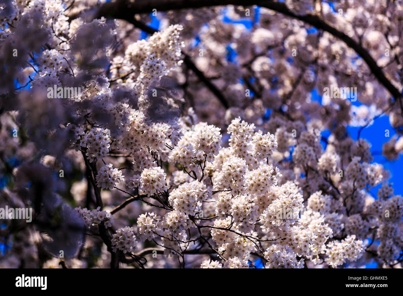 Japanese Cherry Trees Blossom High Resolution Stock Photography and ...