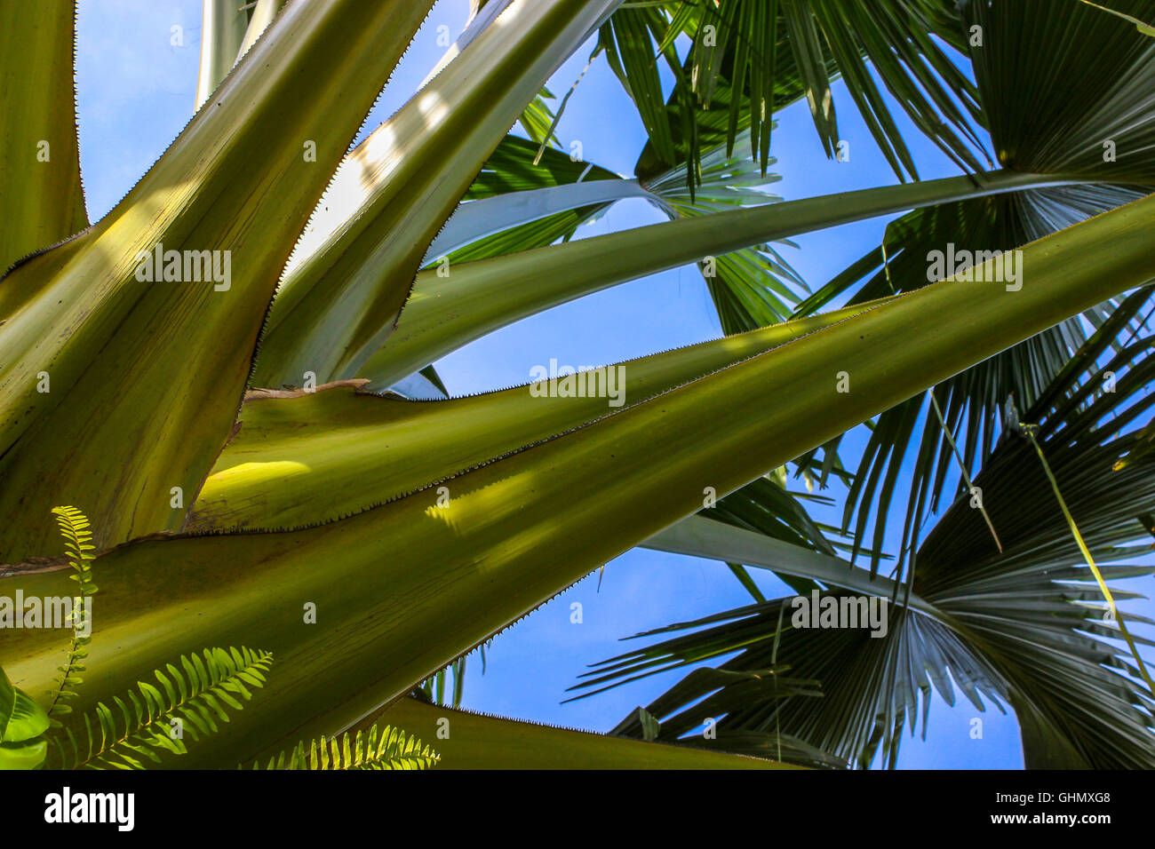 Borassus Flabellifer branches up close Stock Photo - Alamy