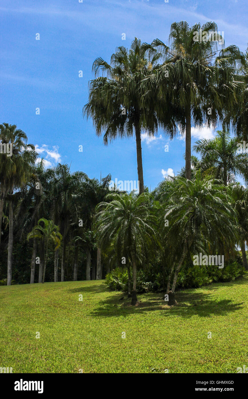 Malaysian Dwarf palm tree and Fan Palm tree under blue sky Stock Photo ...