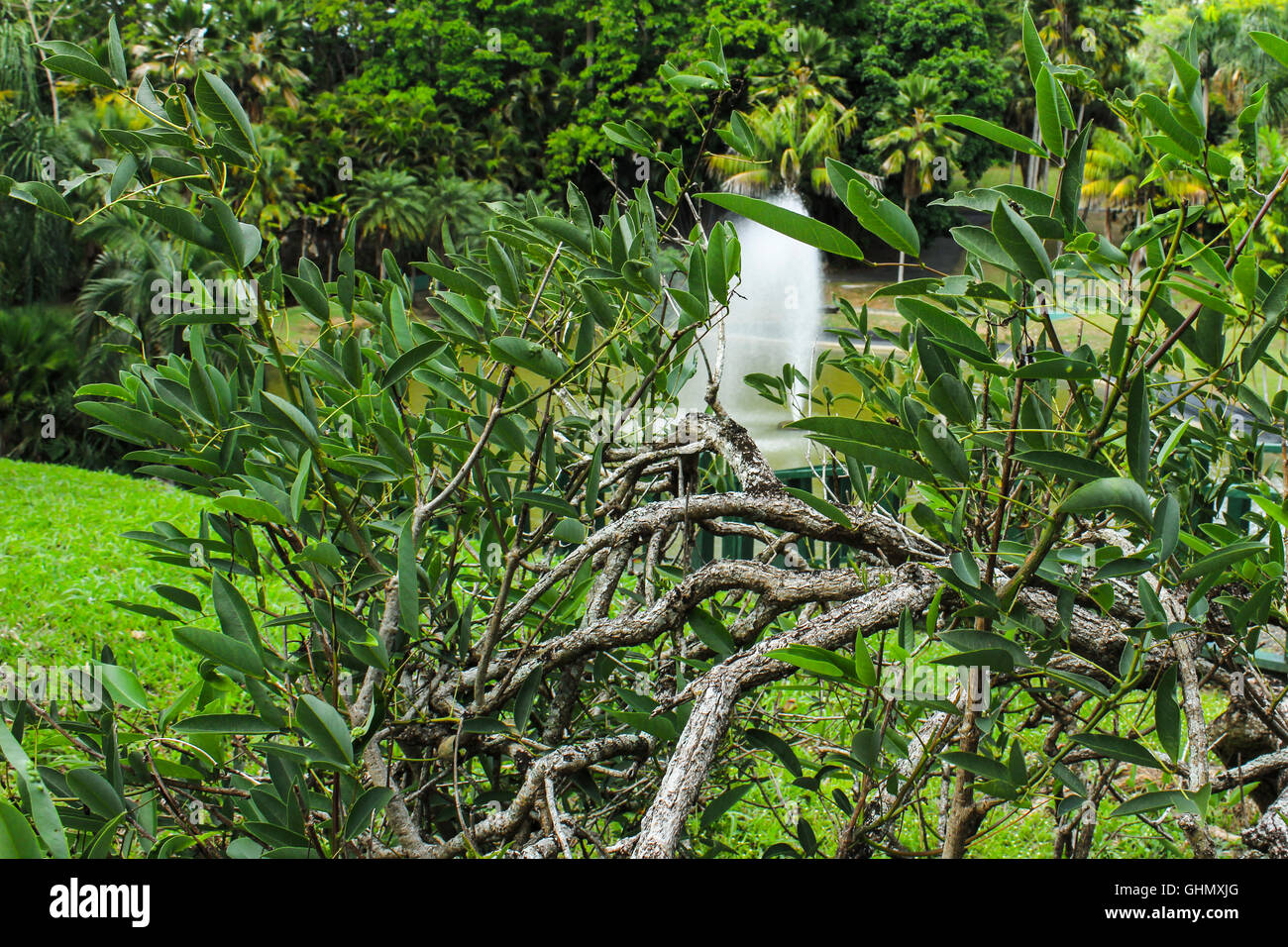 Fountain observed through bushes Stock Photo - Alamy