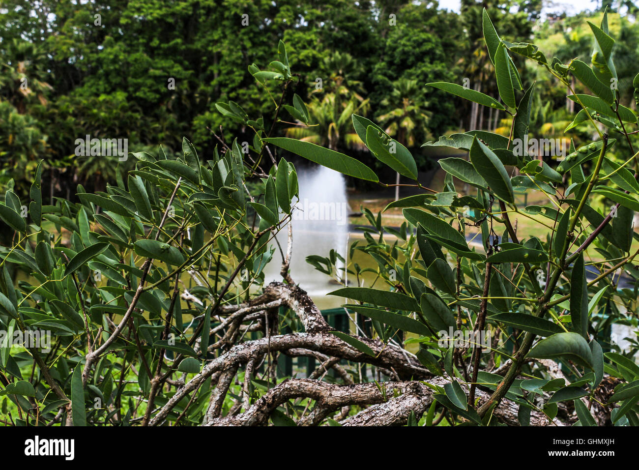 Fountain observed through bushes Stock Photo - Alamy