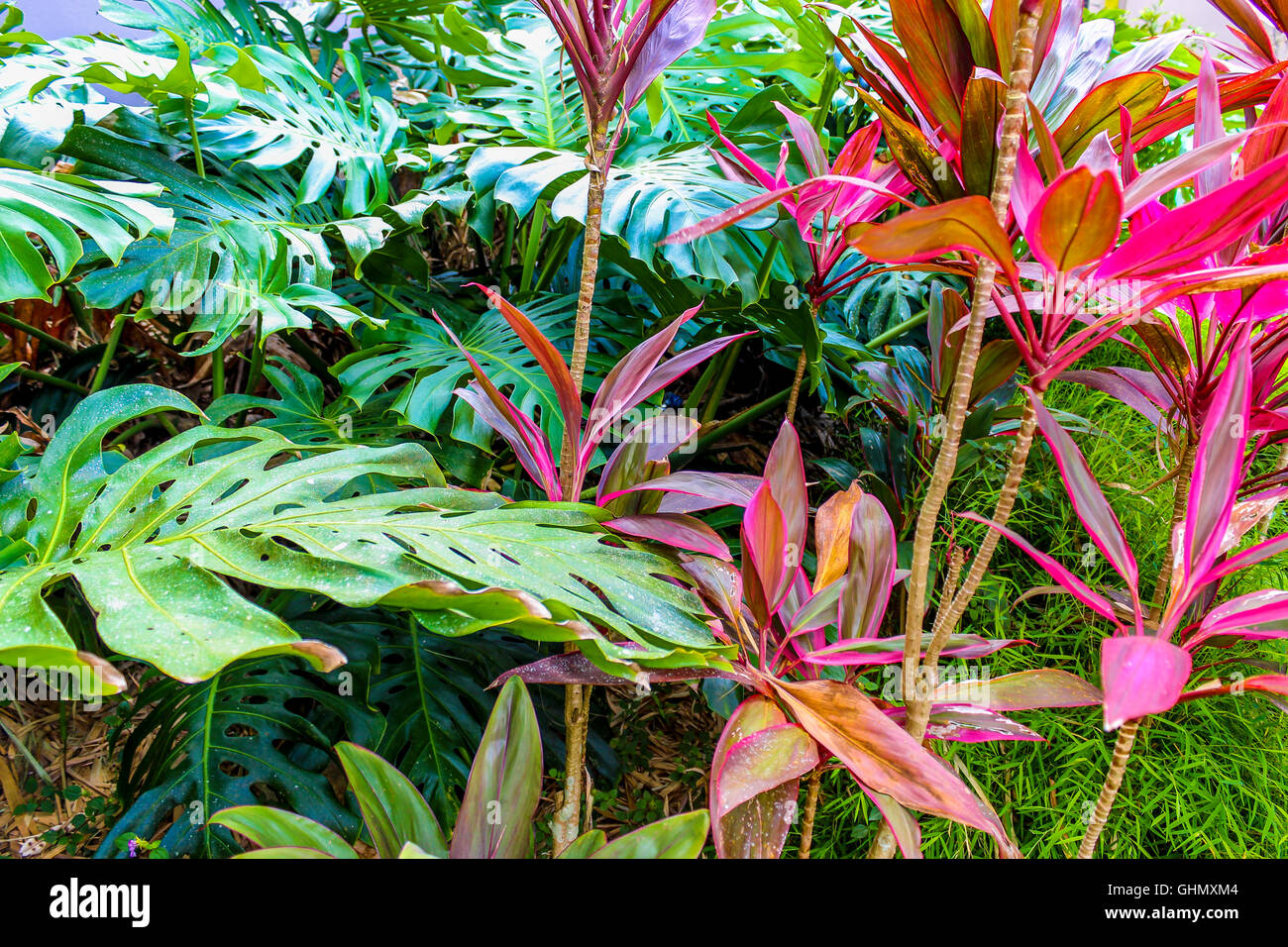 Hurricane plant and Swiss Cheese Plant along the path Stock Photo - Alamy