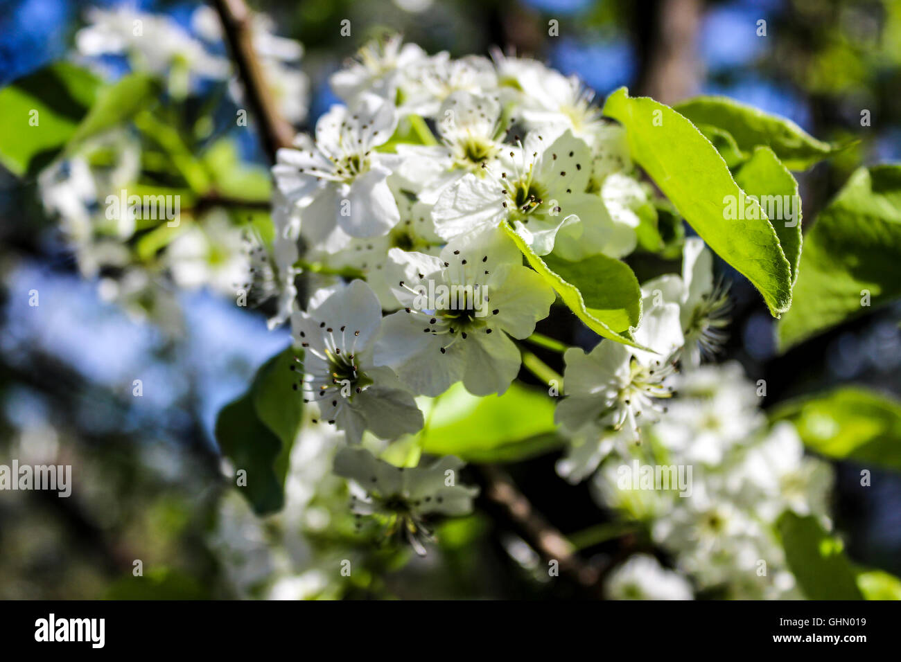 White flower of Fruitless Pear Tree cluster closeup Stock Photo - Alamy