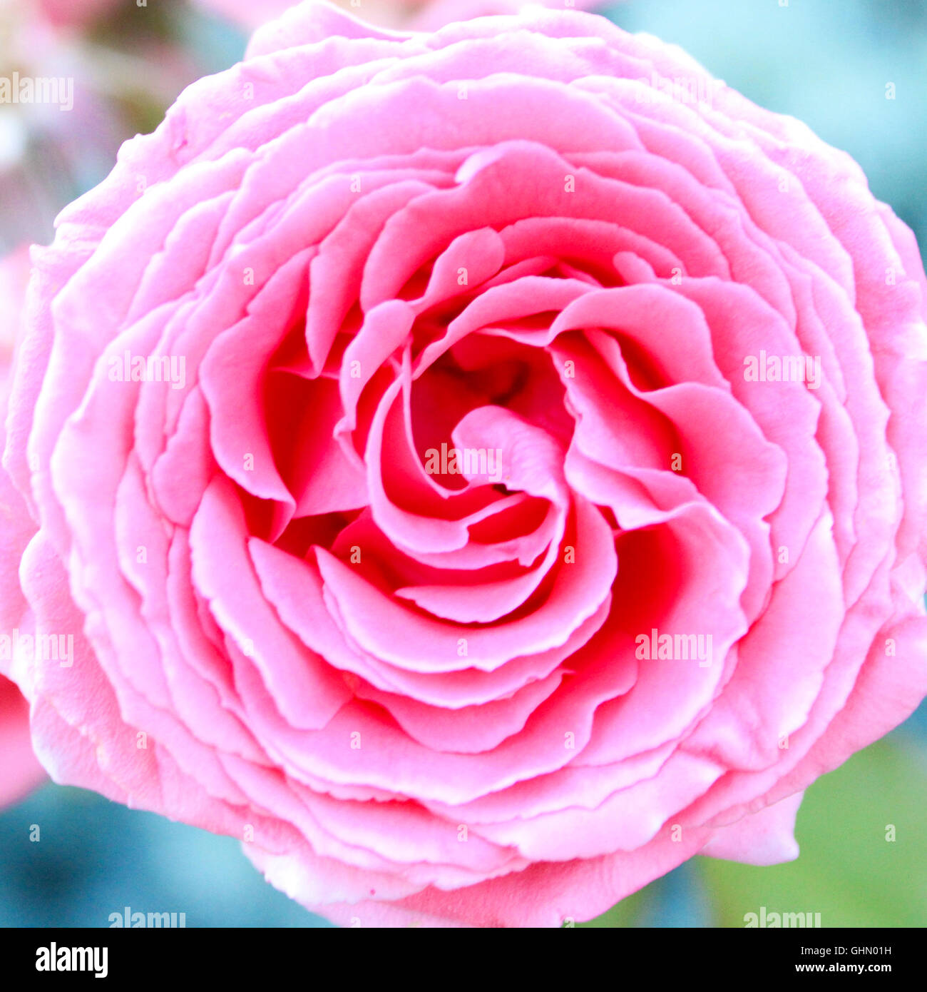 Closeup Pink Rose From Above Stock Photo - Alamy