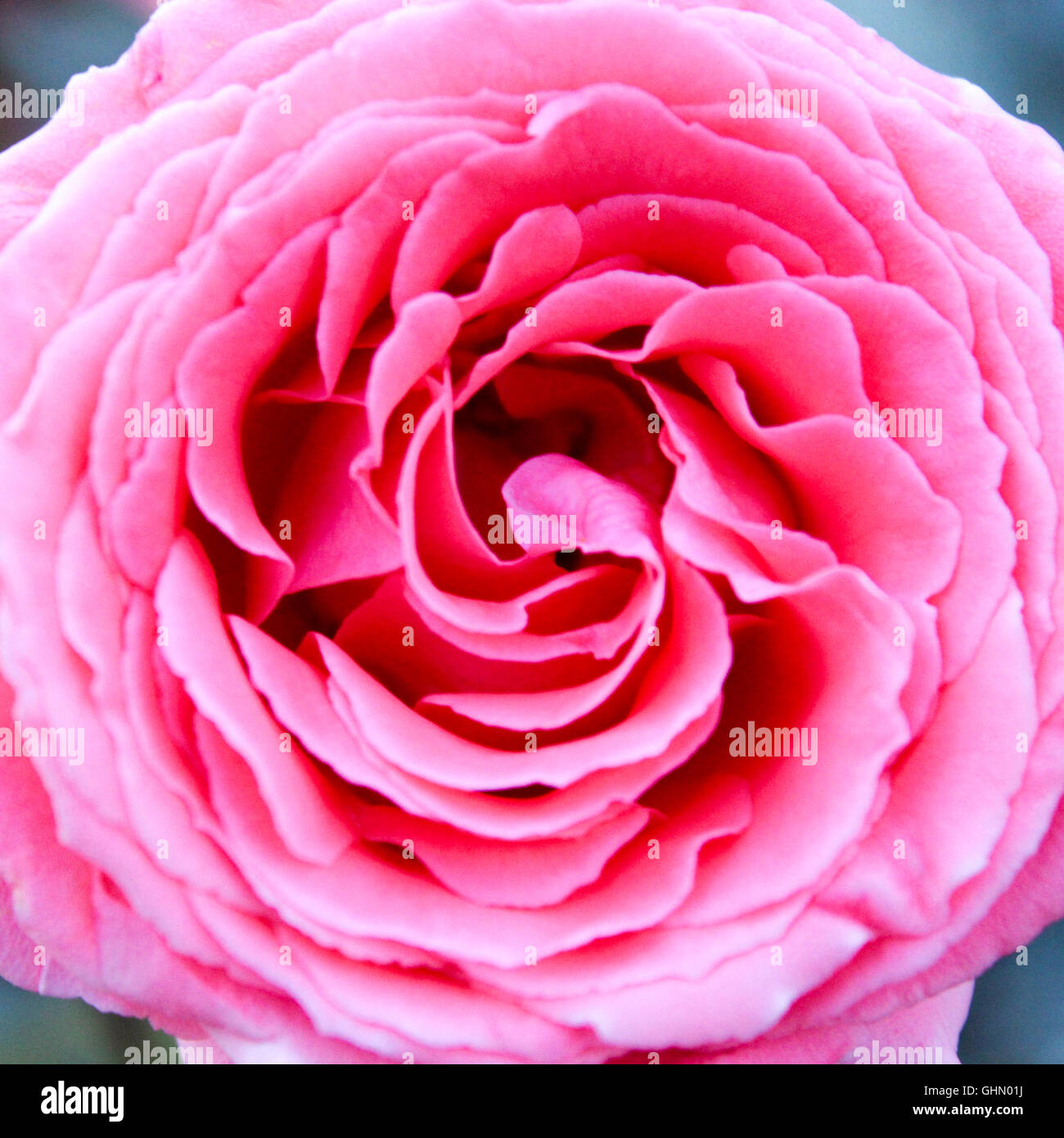 Closeup Pink Rose From Above Stock Photo - Alamy