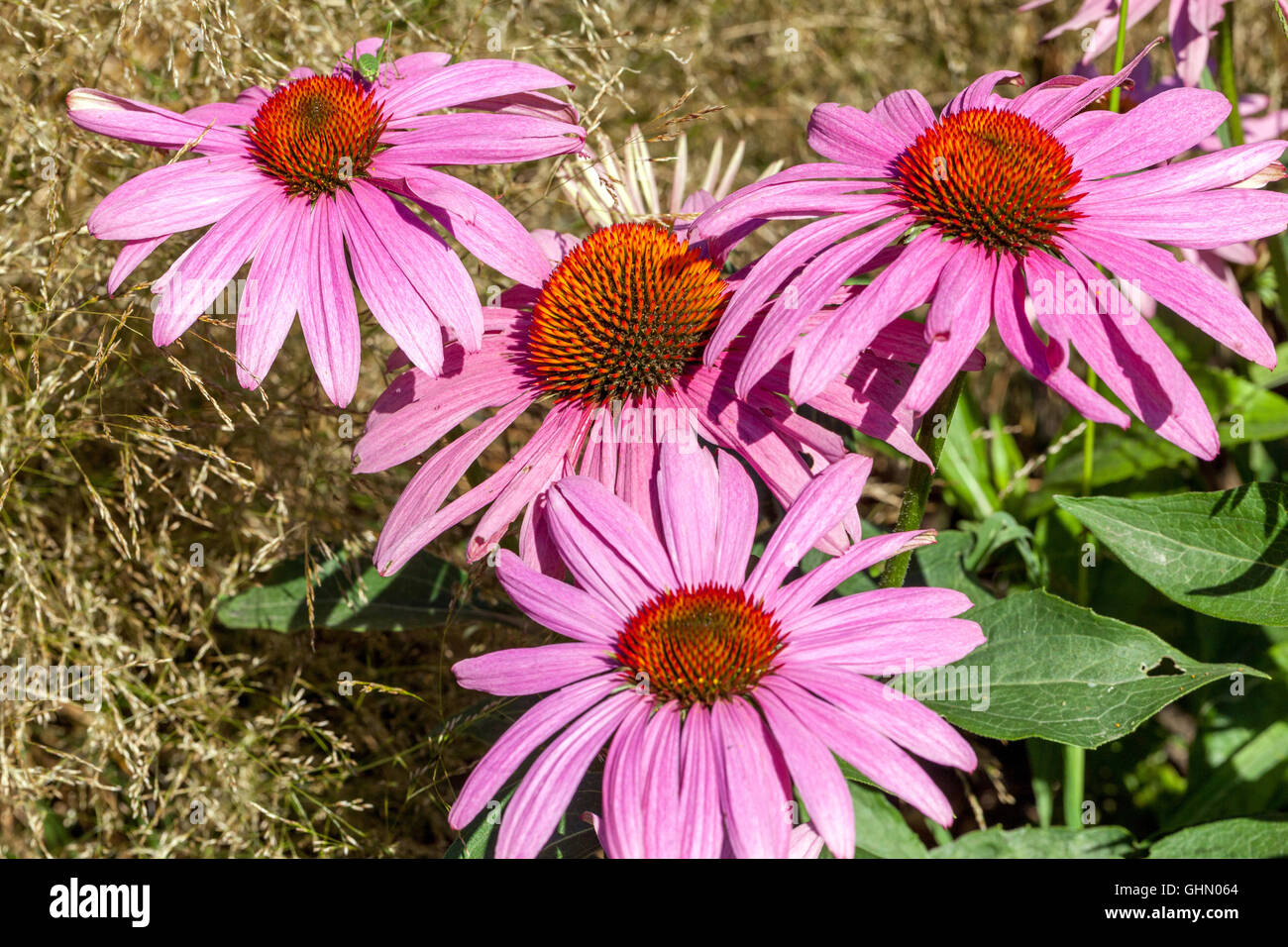 Echinacea purpurea Magnus, Purple coneflower Stock Photo - Alamy