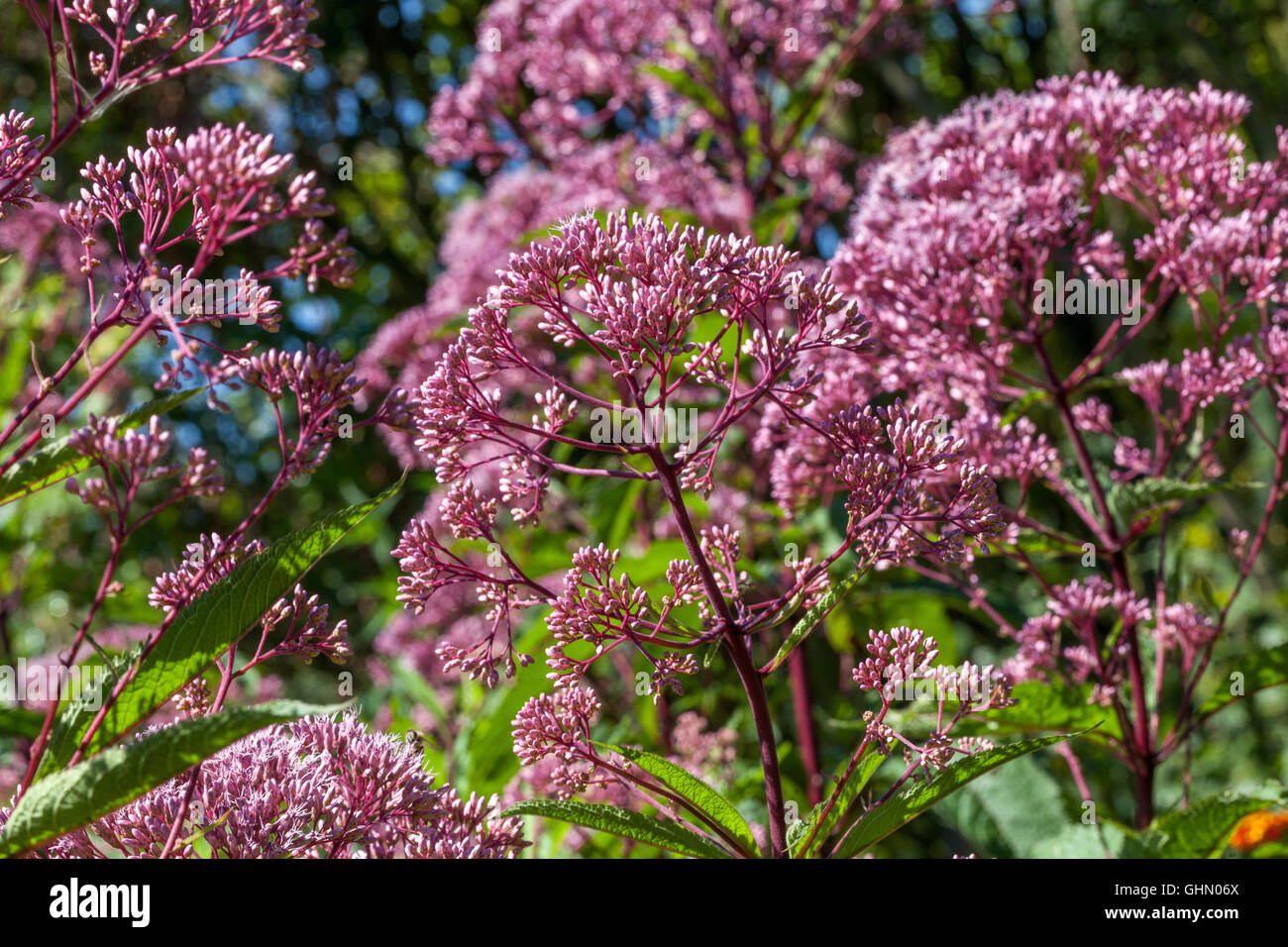 Sweet Joe Pye Weed, Eutrochium purpureum 'Little Red', purple flowers ...