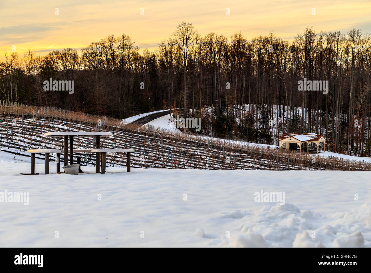 Potomac Point Vineyard under snow cover and Sunset Stock Photo - Alamy