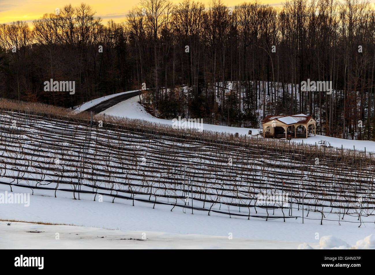 Potomac Point Vineyard under snow cover and Sunset Stock Photo - Alamy