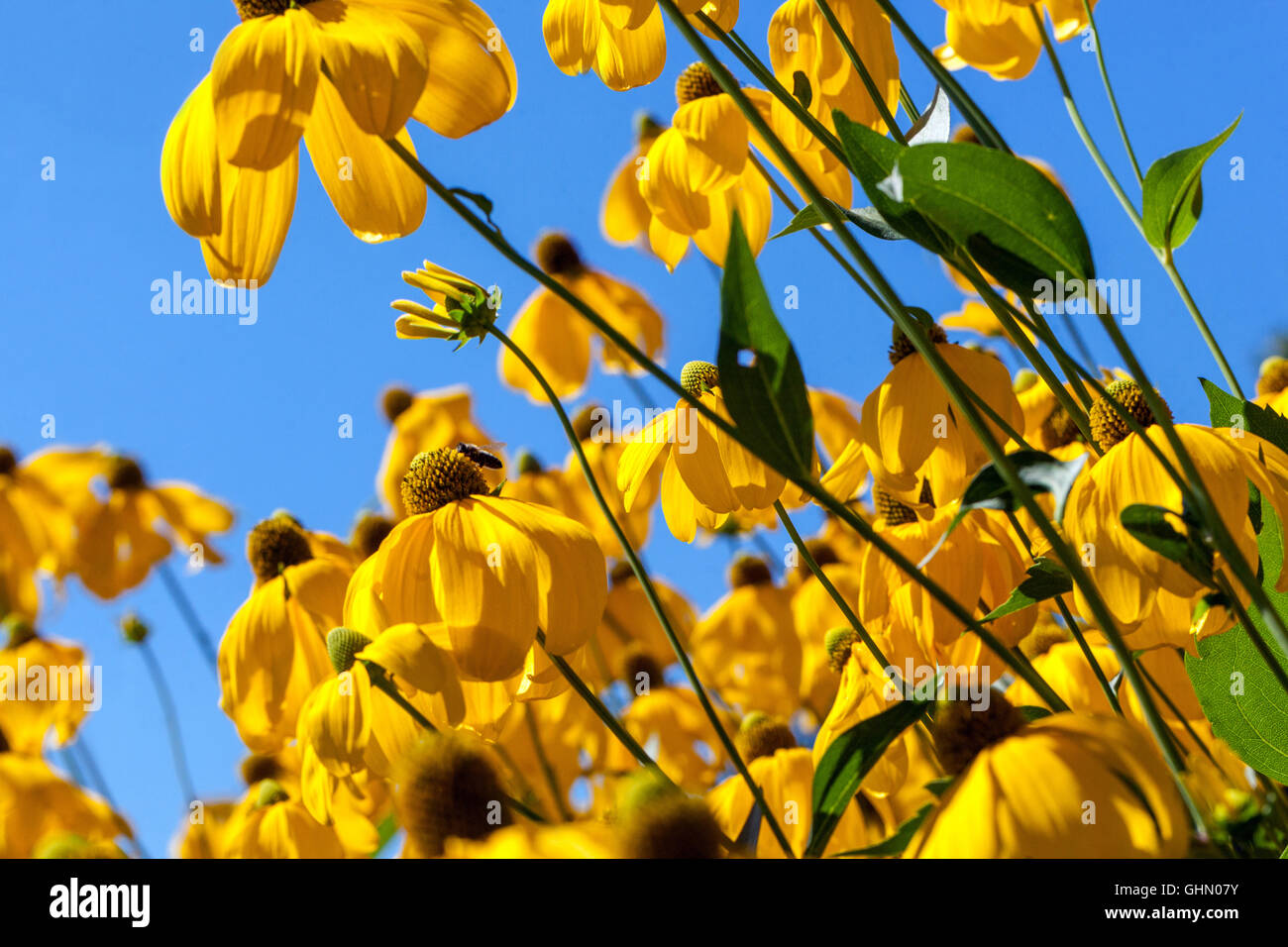 Cutleaf Coneflower Rudbeckia Herbstsonne laciniata, Gloriosa Daisy ...