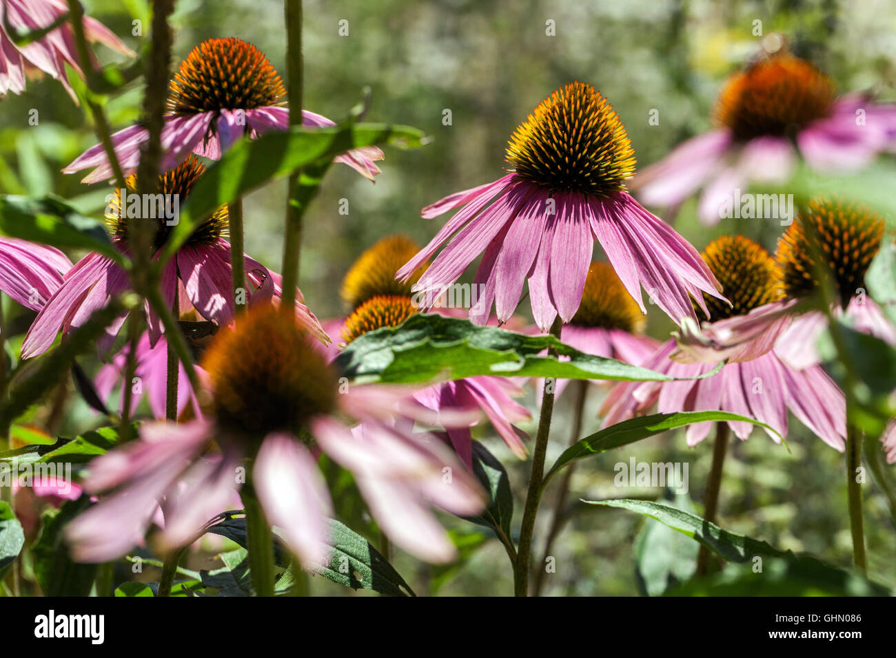 Close up of coneflower flowers or echinacea in the garden hi-res stock ...