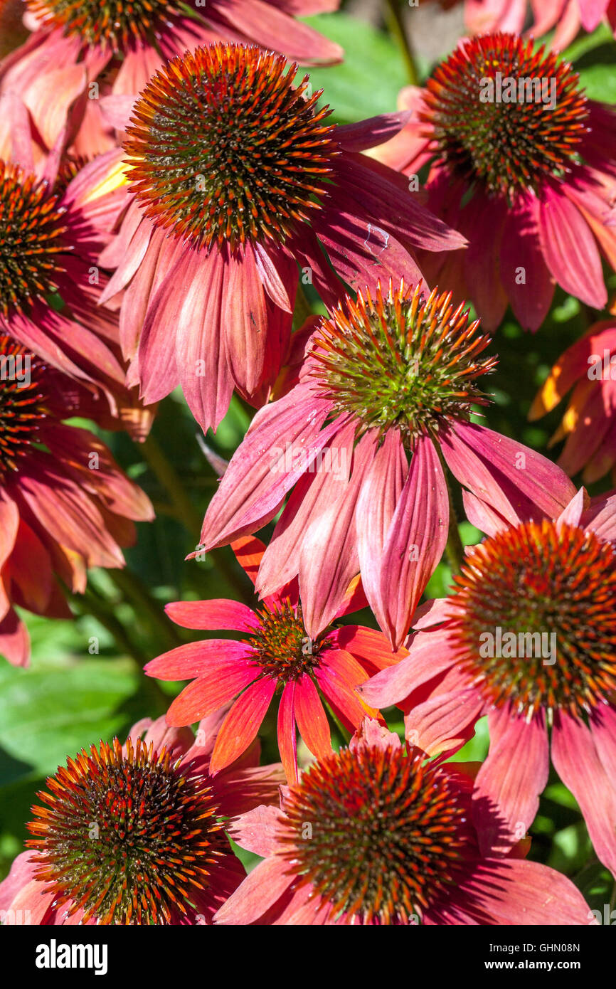 Red cheyenne spirit coneflower hi-res stock photography and images - Alamy
