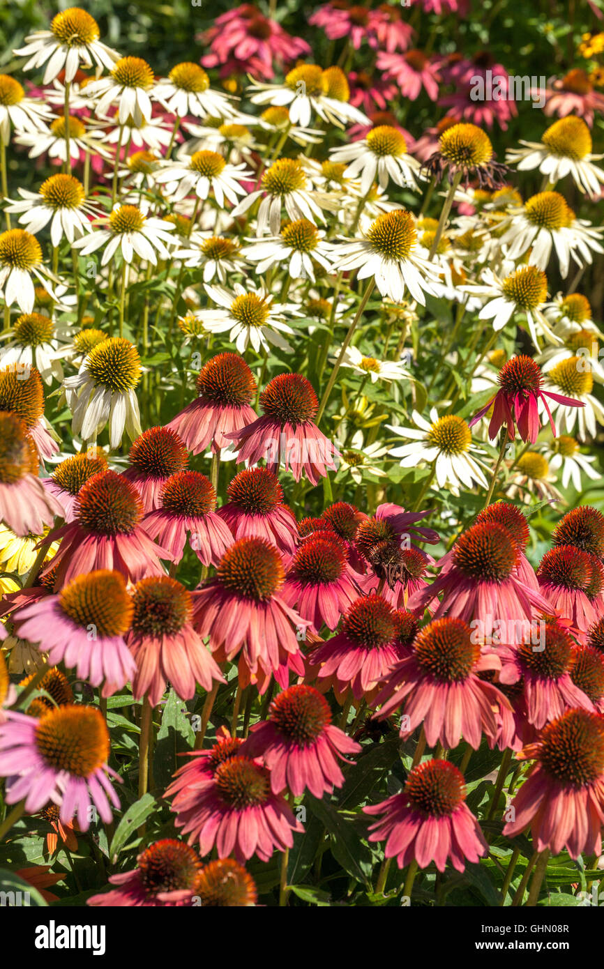 Echinacea Cheyenne Spirit Pack Of Five Coneflower Plants