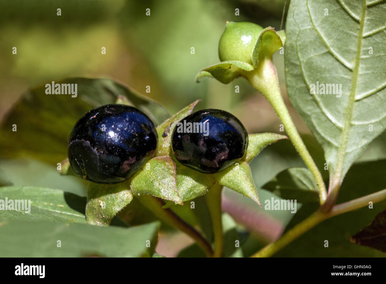 Deadly nightshade plant hi-res stock photography and images - Alamy