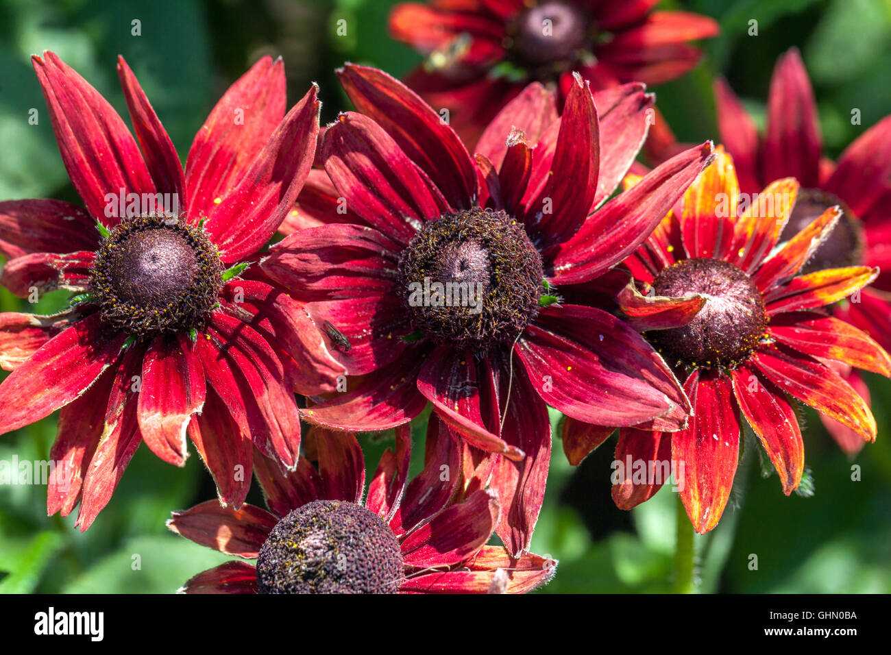 Rudbeckia hirta "Cherry Brandy" Red blooming Stock Photo - Alamy