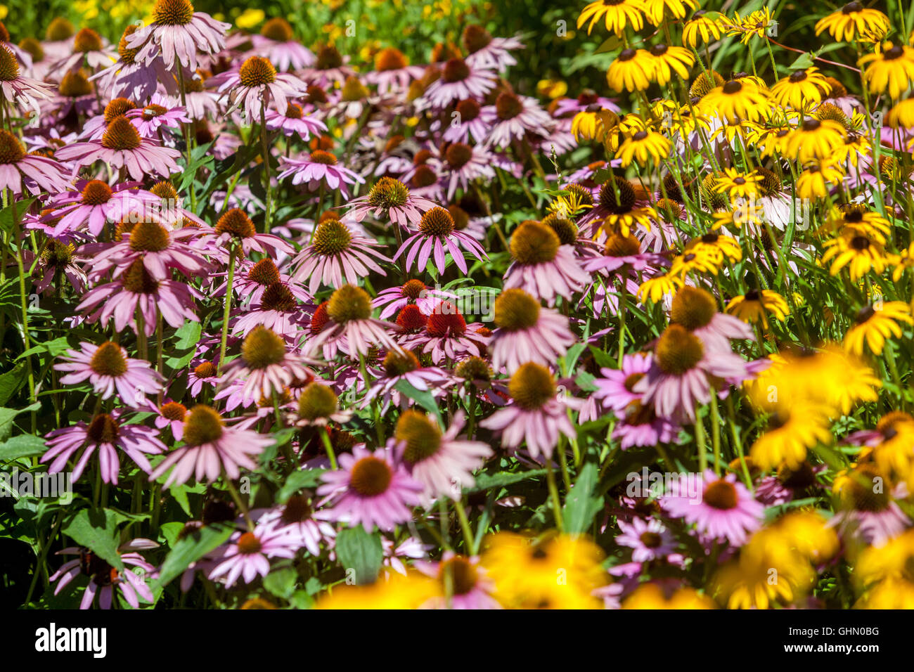 Echinacea purpurea, Purple coneflower border in a garden Stock Photo ...