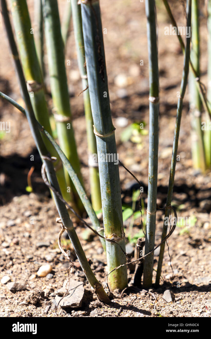 Foeniculum vulgare 'Purpureum'. Purple Fennel stalks rising from the ...