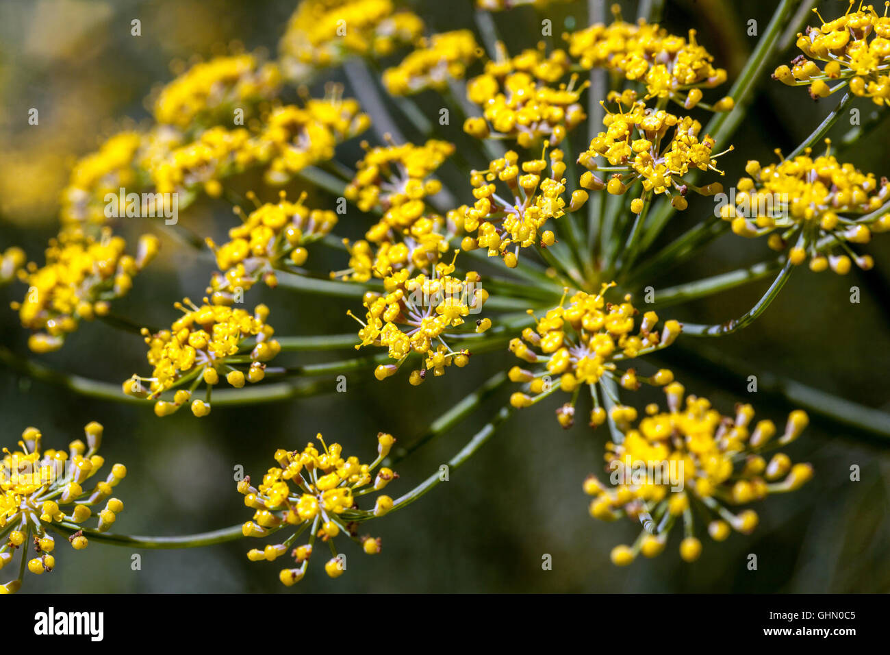 Foeniculum vulgare hi-res stock photography and images - Alamy