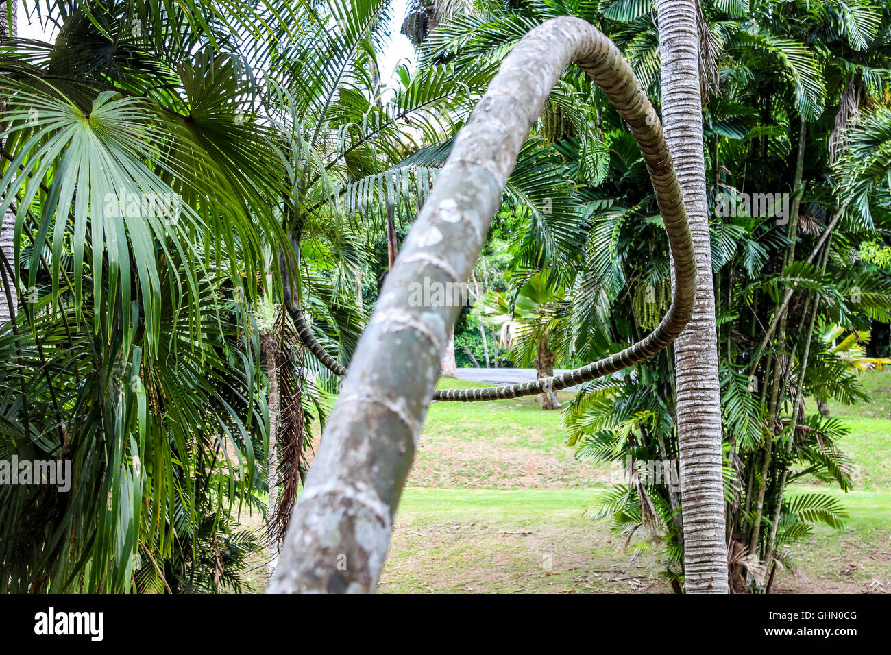 Cluster of Thin Palm Tree Trunks Stock Photo - Alamy