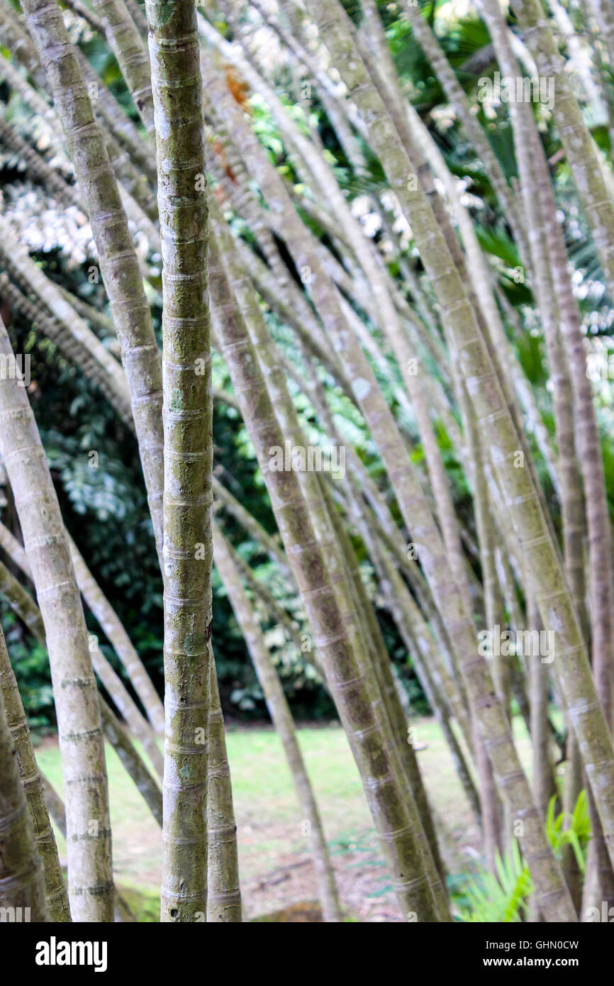 Cluster of Thin Palm Tree Trunks Stock Photo - Alamy