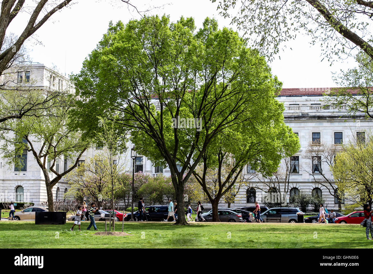 Focal tree in park Stock Photo - Alamy