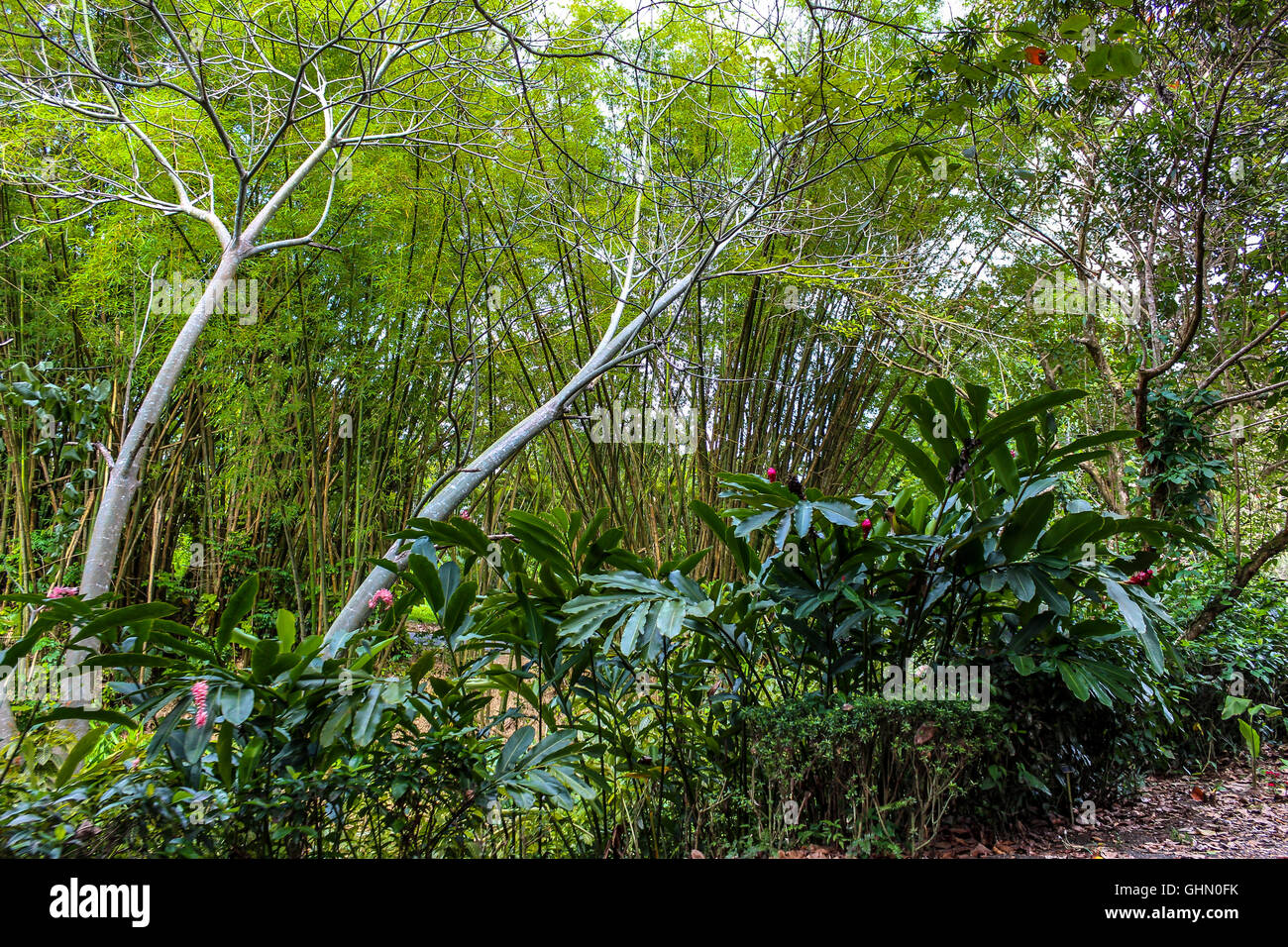 Dense vegetation along path Stock Photo - Alamy