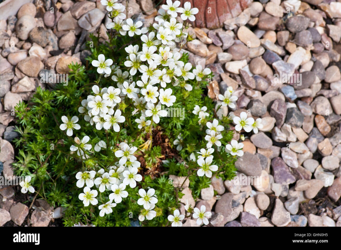 White Saxifraga known as Saxifrage or Rockfoil Stock Photo - Alamy