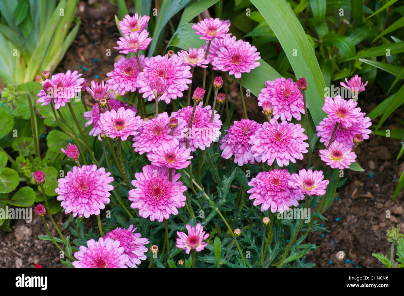 Pink Marguerite daisies Argyranthemum Stock Photo - Alamy