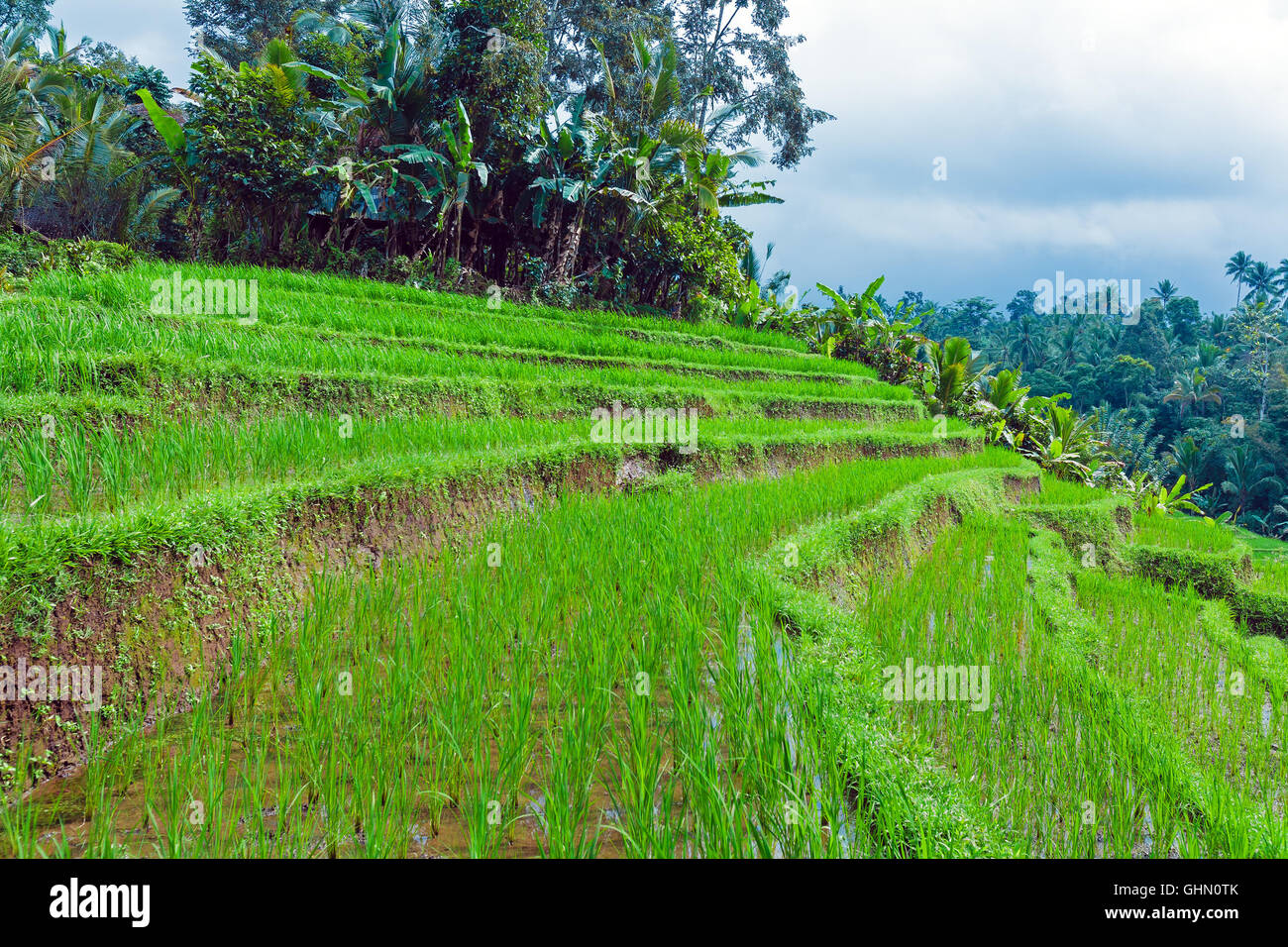 Landscape with Rice Field and Jungle in the Heart of Bali Island ...