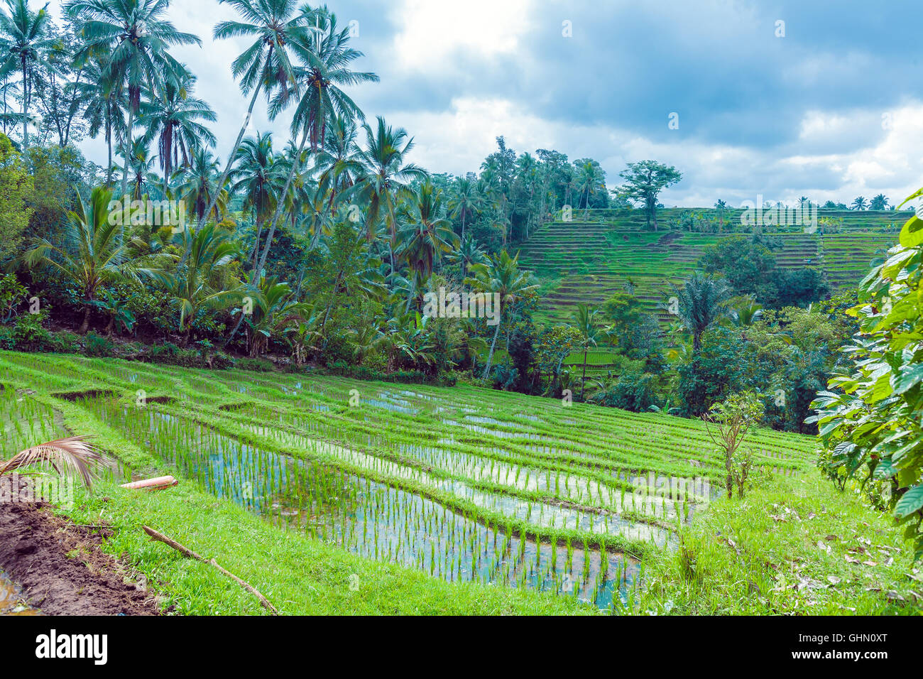 Landscape with Rice Field and Jungle in the Heart of Bali Island ...