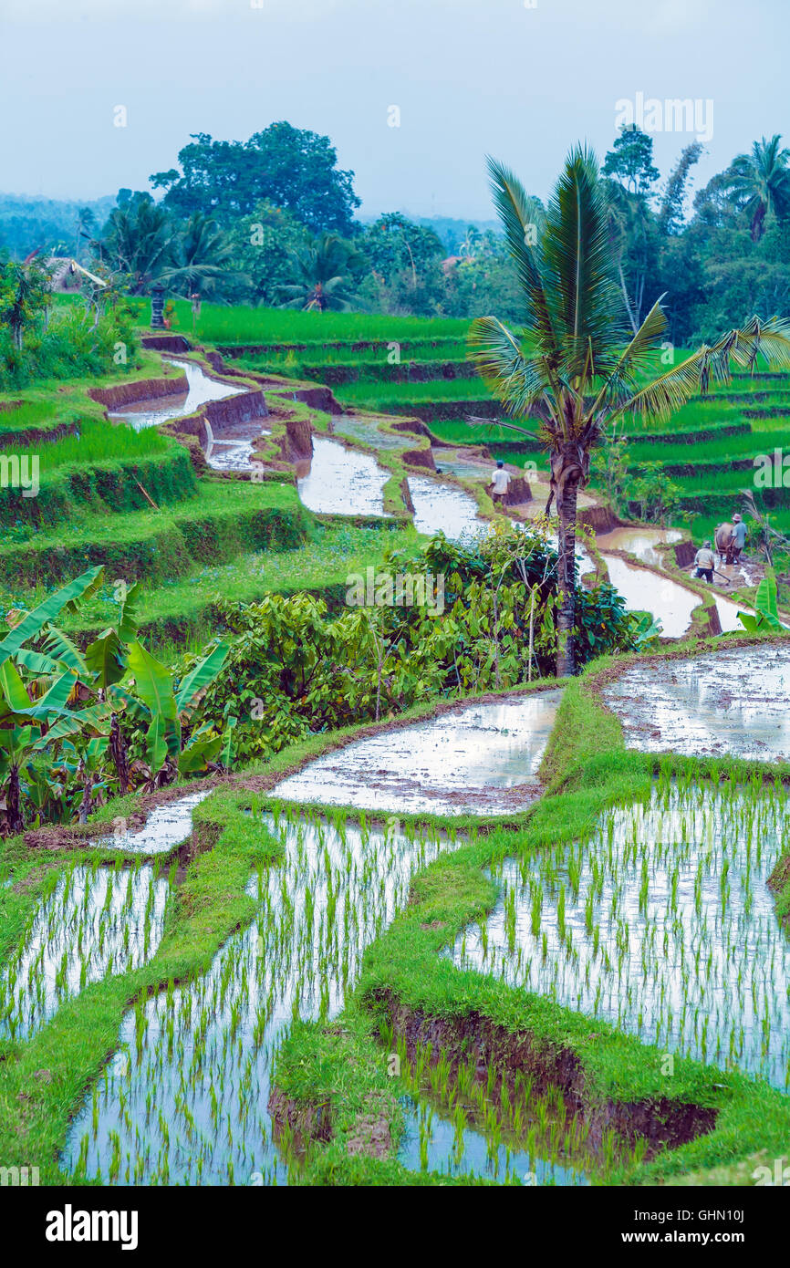 Landscape with Rice Field and Jungle in the Heart of Bali Island ...