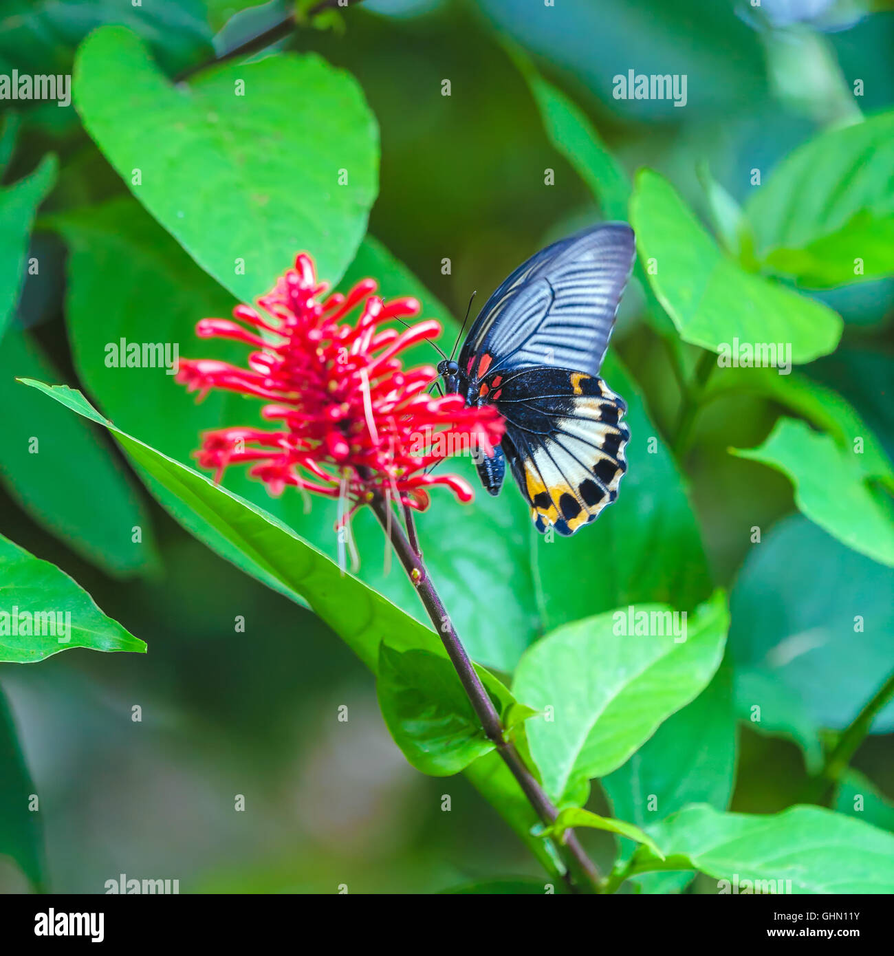 Indonesia insect hi-res stock photography and images - Alamy