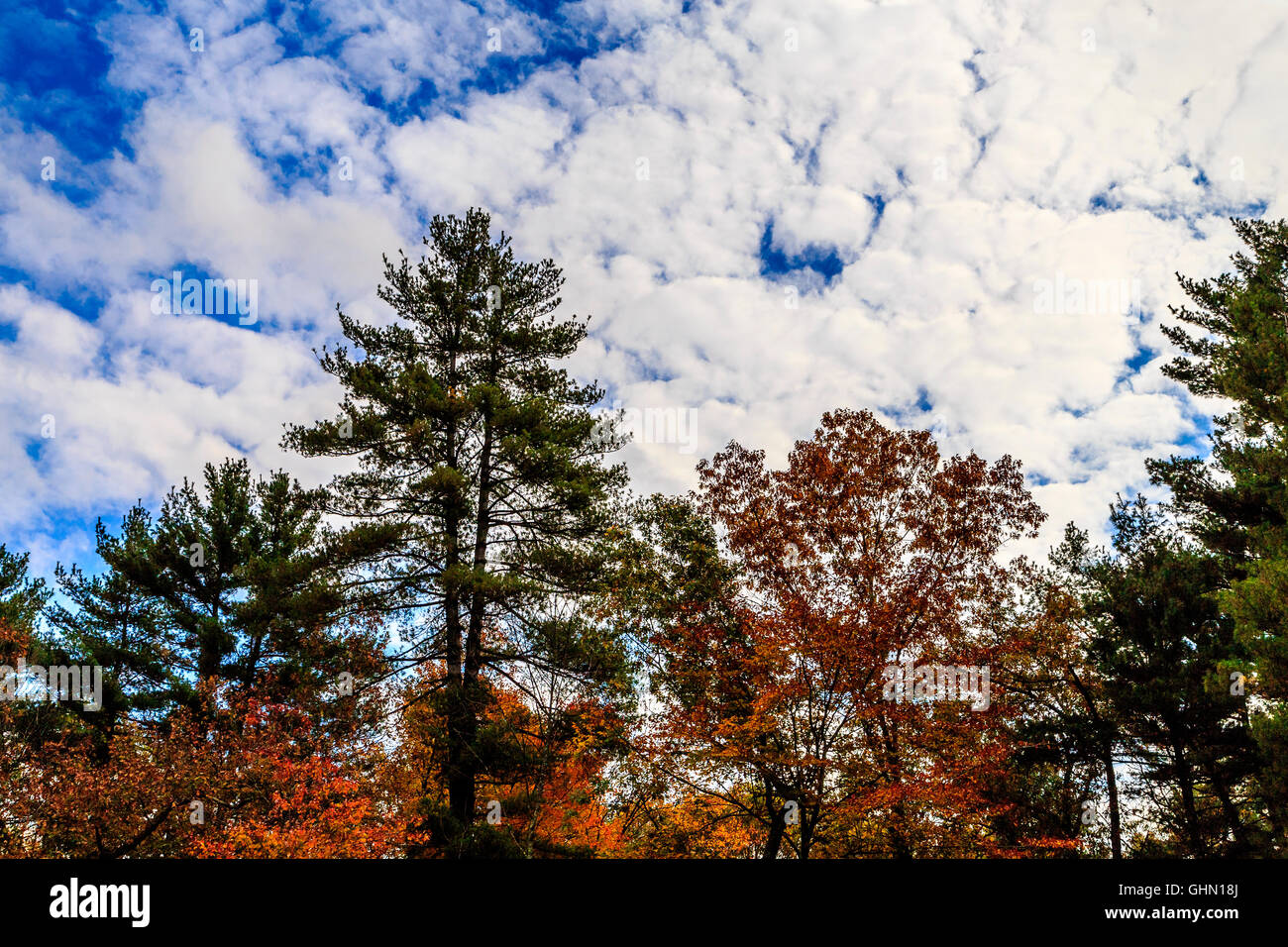 Bright blue sky behind pine trees and autumn color trees Stock Photo ...