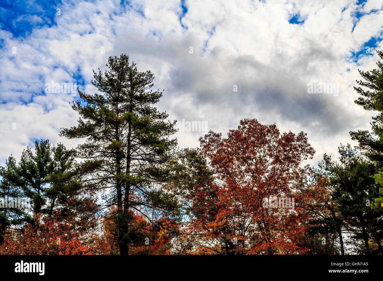 Bright blue sky behind pine trees and autumn color trees Stock Photo ...