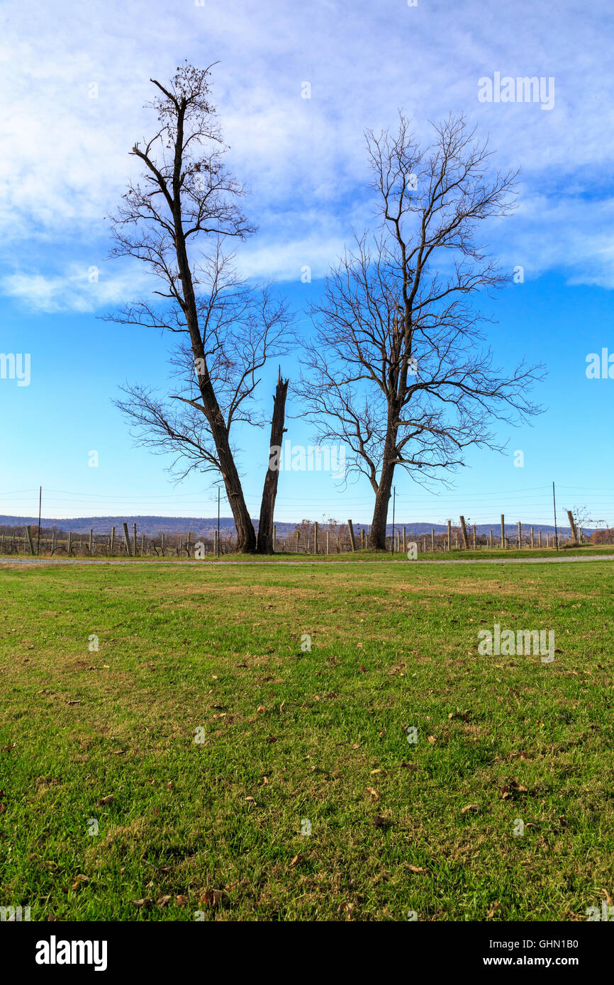 Two trees during winter with bright blue sky and clouds Stock Photo - Alamy