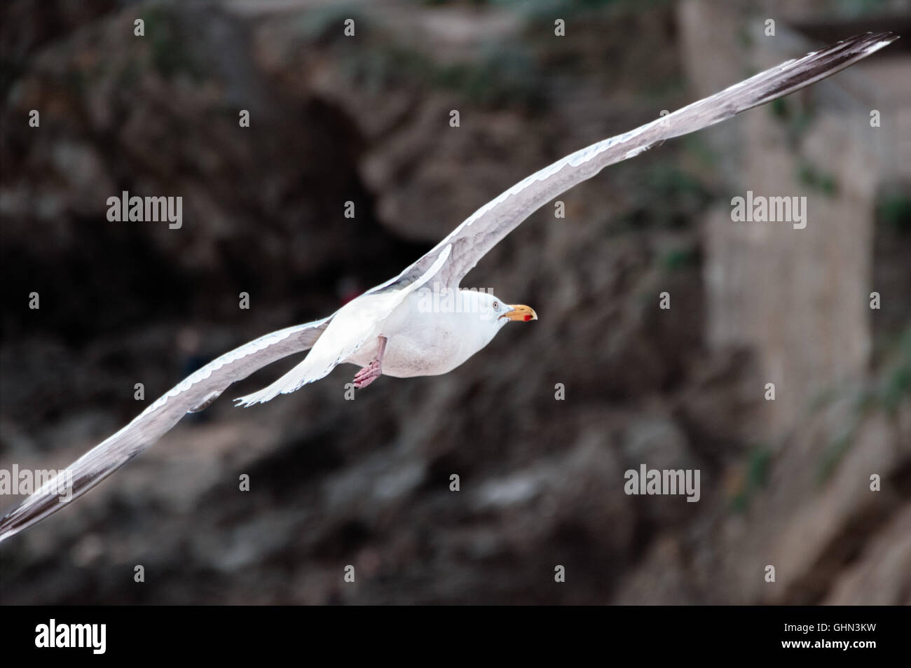 Seagull in flight dark background hi-res stock photography and images ...