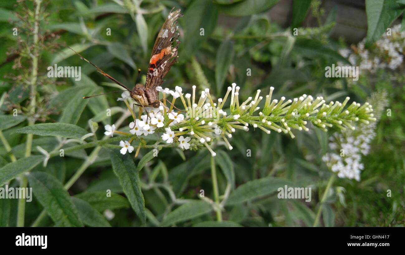 Buddleja davidii with butterfly drinking nectar Stock Photo - Alamy