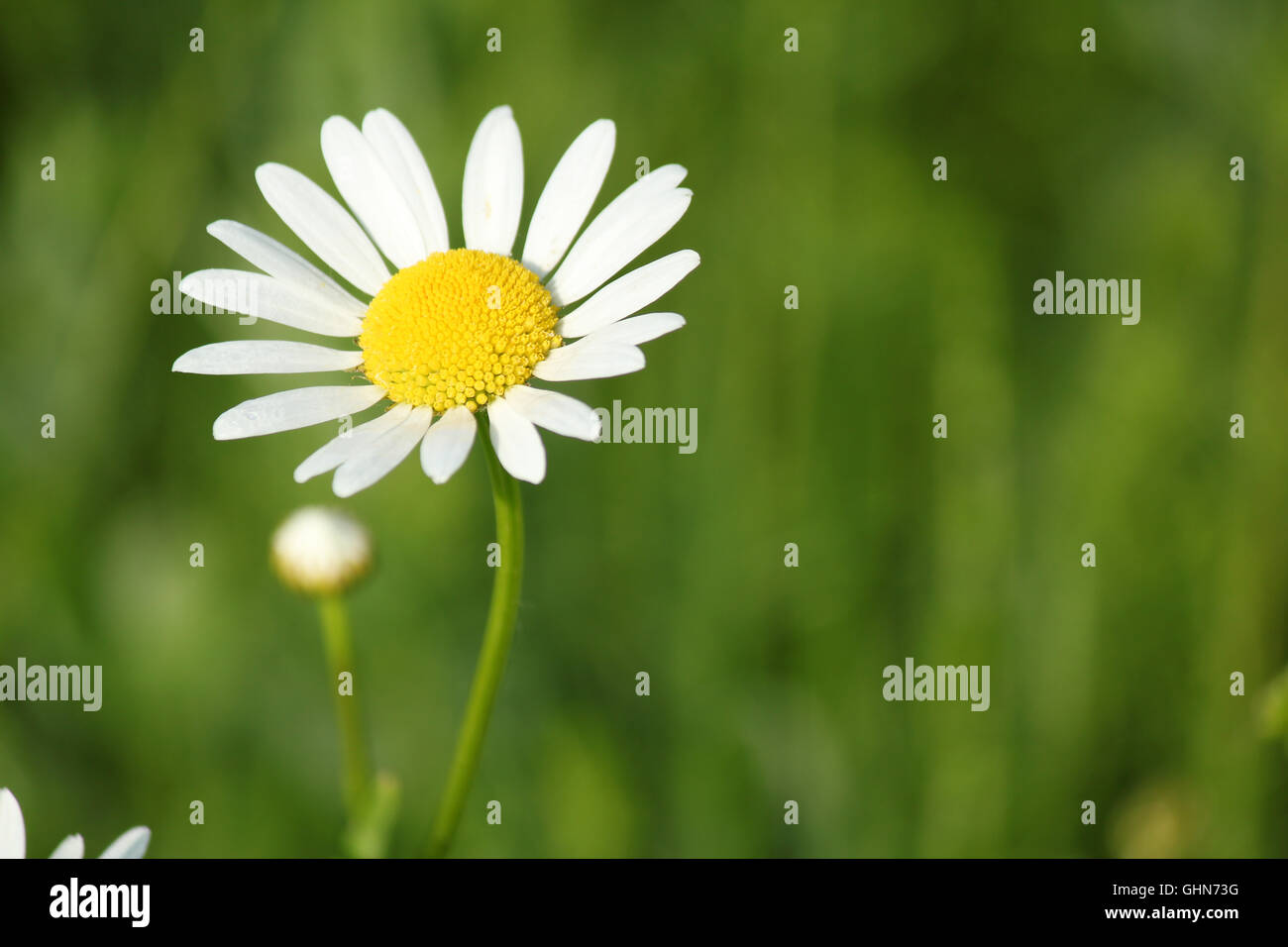 white wild flower spring scene Stock Photo - Alamy