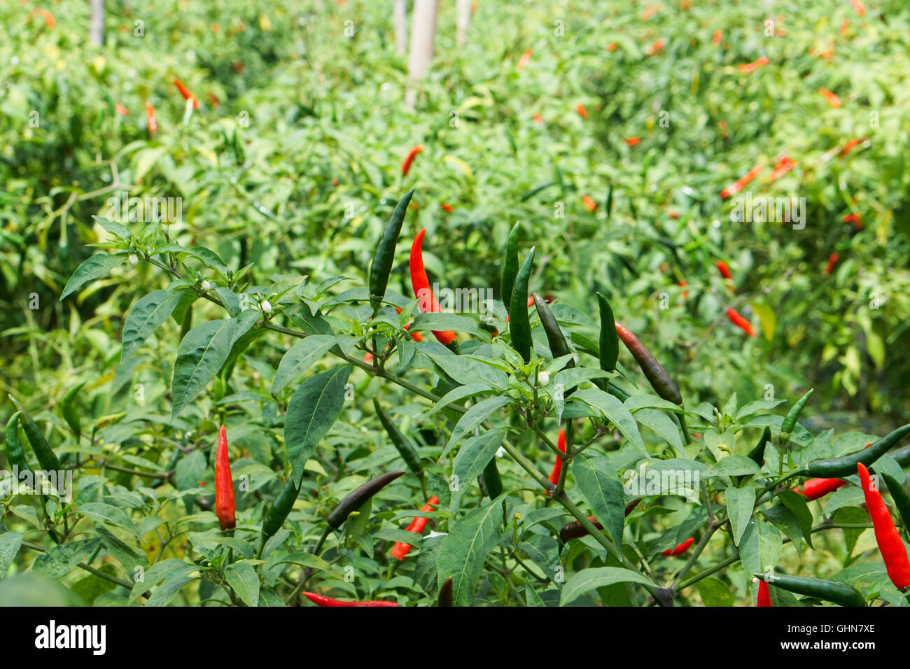 Chili pepper field hi-res stock photography and images - Alamy