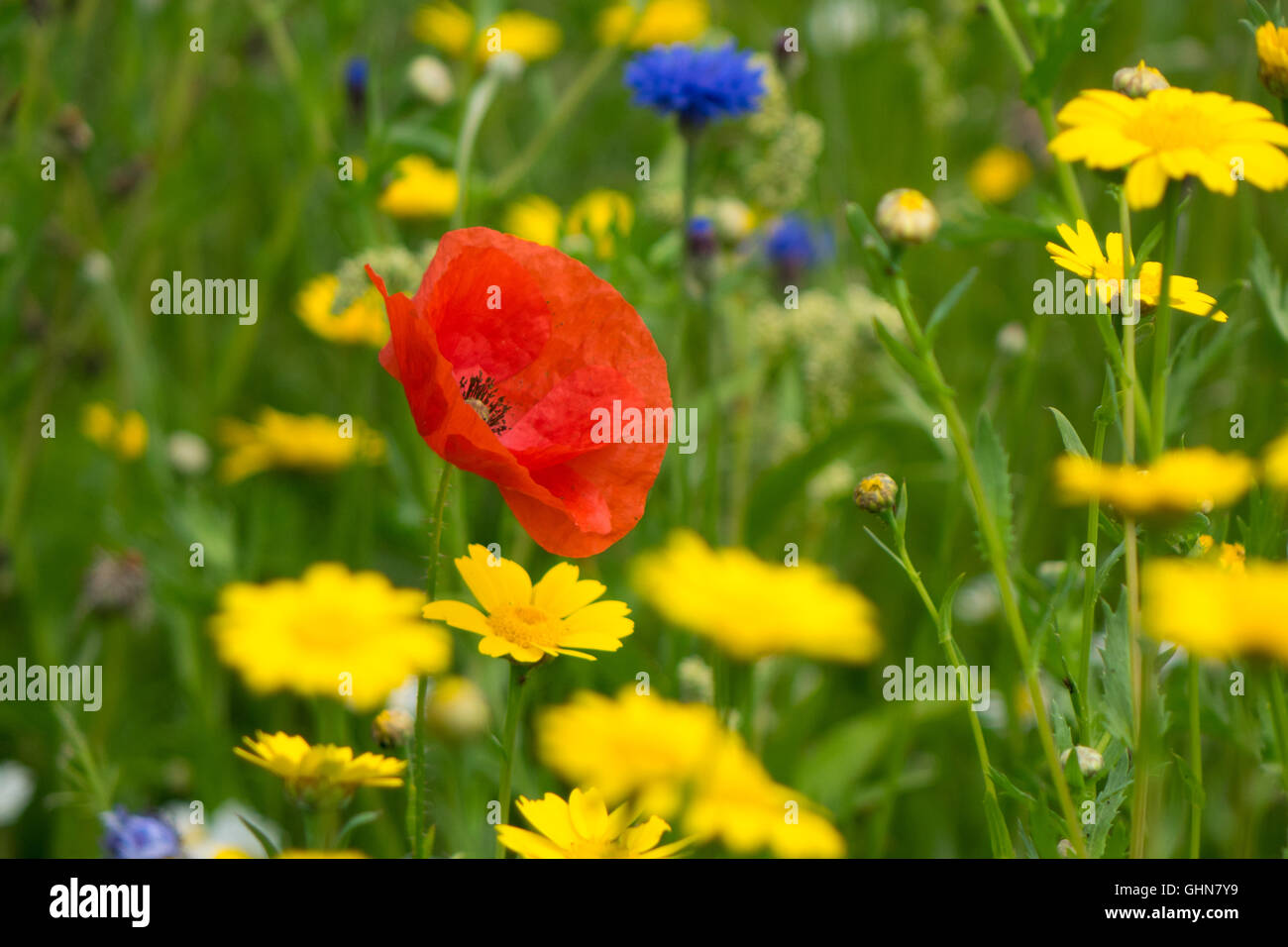 Red Poppy in wildflower field Stock Photo - Alamy