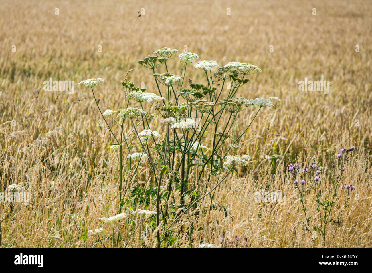 Yellow cow parsley hi-res stock photography and images - Alamy